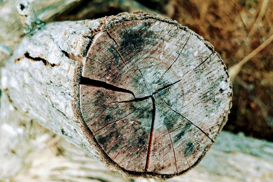 Knowing Wood: Sapwood, Knots, Medullary Rays, Checks and Shakes - The ...